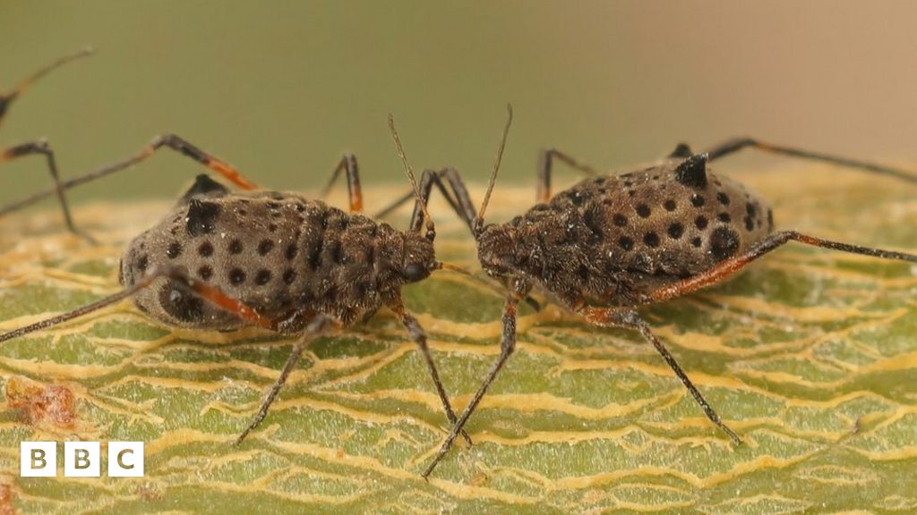 Giant willow aphid: Have you spotted this bug in your garden? - BBC ...