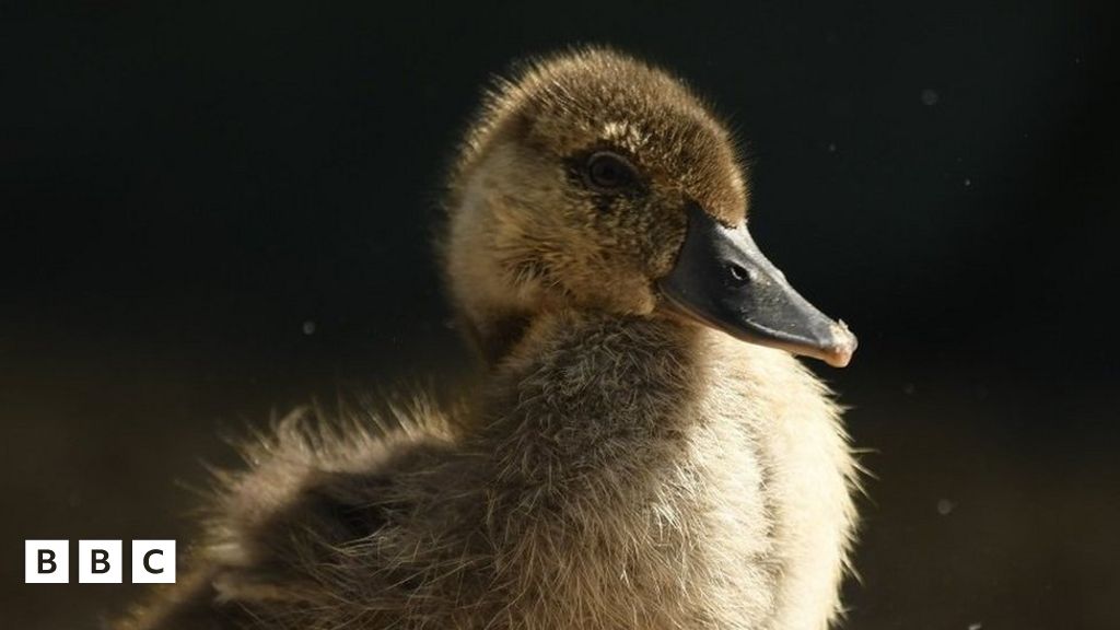 Madagascar Pochards: History made as world’s rarest bird released into the wild - BBC Newsround