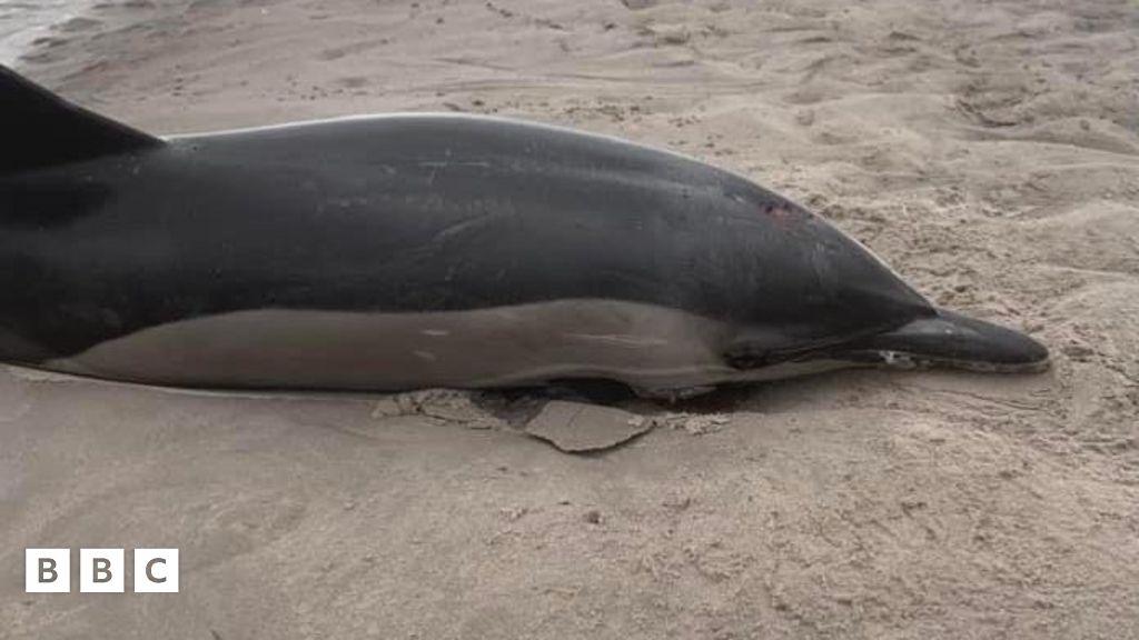 Marine wildlife: Stranded dolphins rescued in Merseyside - BBC Newsround