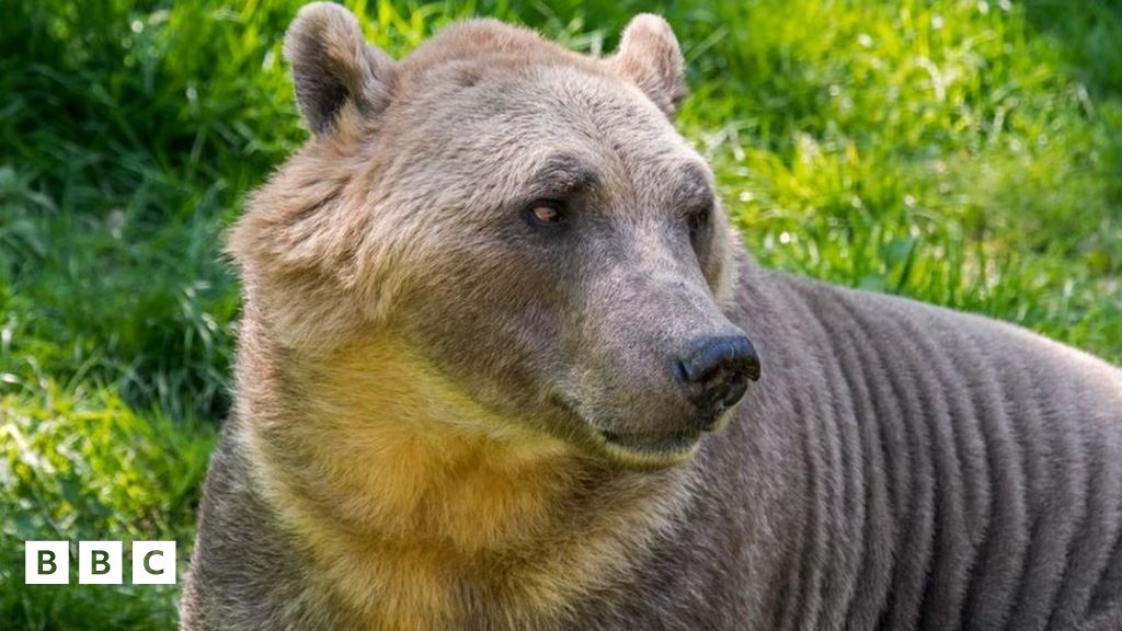 Have you ever heard of a 'pizzly' bear? - BBC Newsround