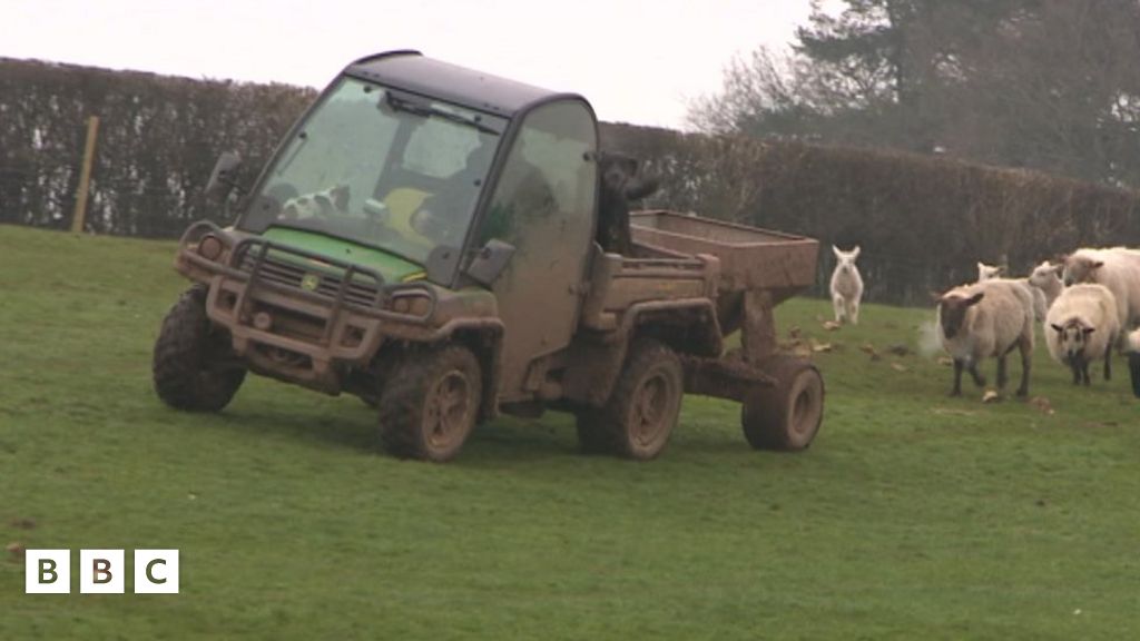 'Rhaid cydnabod pwysigrwydd amaeth i'r Gymraeg' - BBC Cymru Fyw