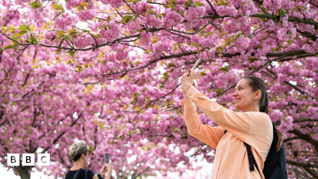 Blossom: Spring has sprung with cherry trees in full bloom - BBC Newsround