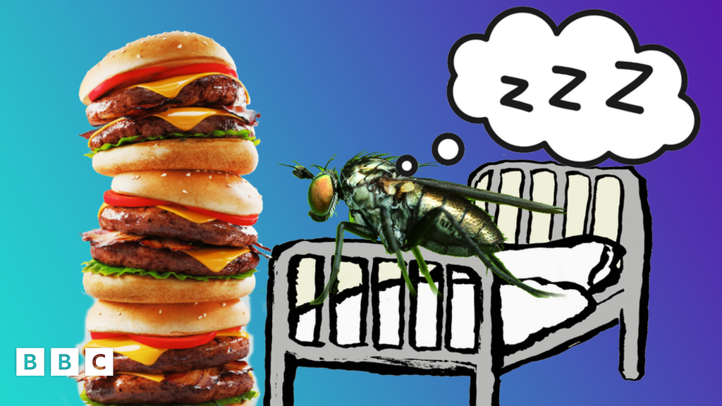 What do fruit flies have in common with humans? - BBC Newsround