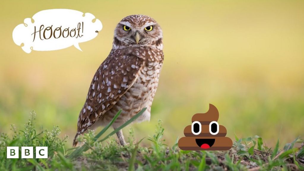 Fake poo and hoots help owls settle into new home - BBC Newsround
