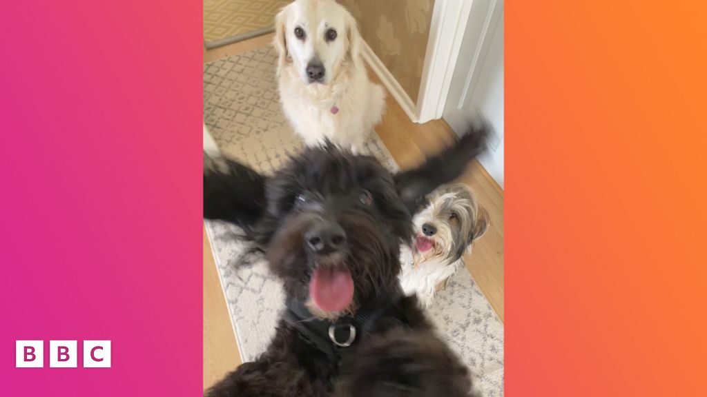 Comedy Pet Photo Awards: Check out this year's entries to the comedy ...