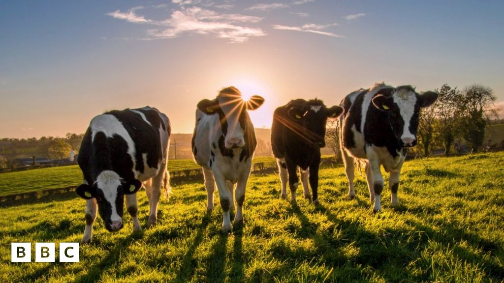 Cynnydd sylweddol i incwm ffermwyr yng Nghymru - BBC Cymru Fyw