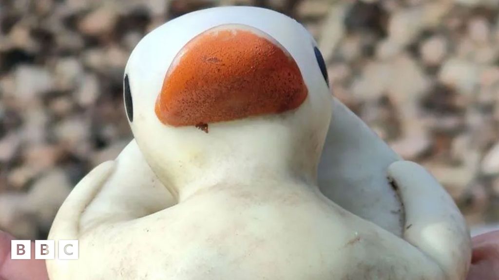 Lost rubber duck found 400 miles away in Scotland 18 years later - BBC ...