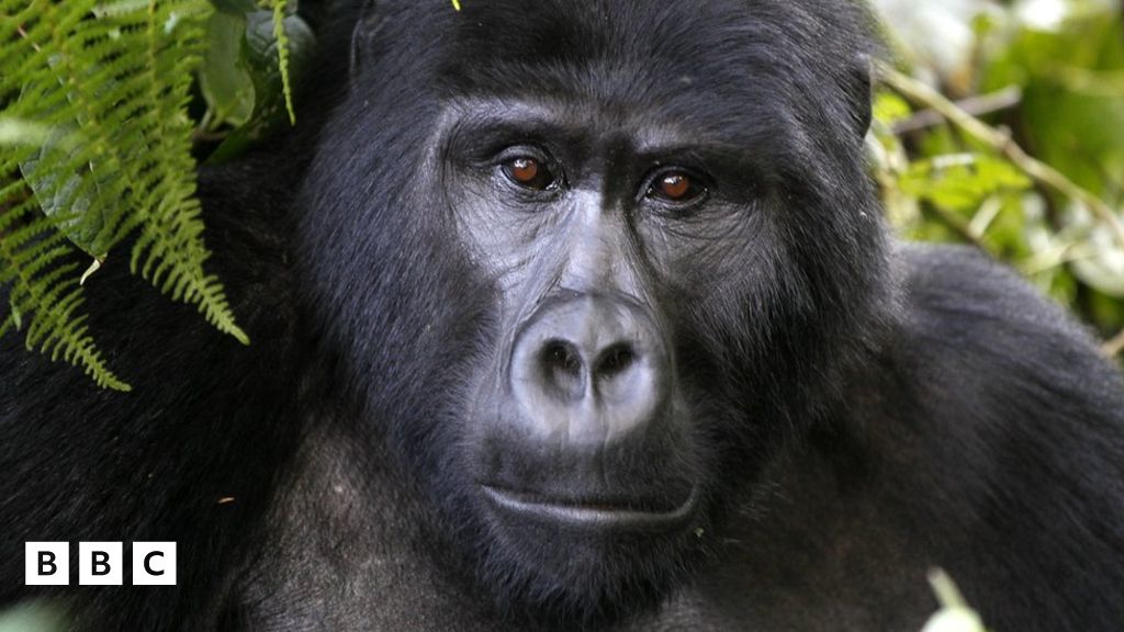 Mountain gorilla population on the rise - BBC Newsround