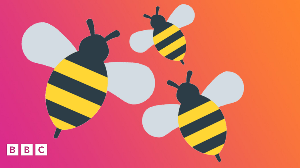 Conservation: An endangered bee is making a comeback - BBC Newsround