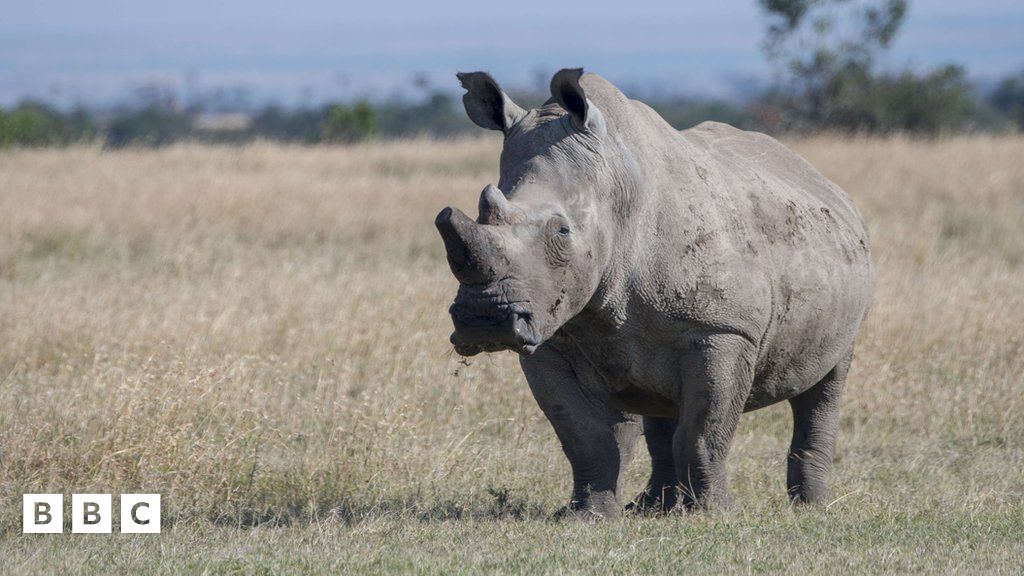 How rhinos use poo to communicate with each other - BBC Newsround