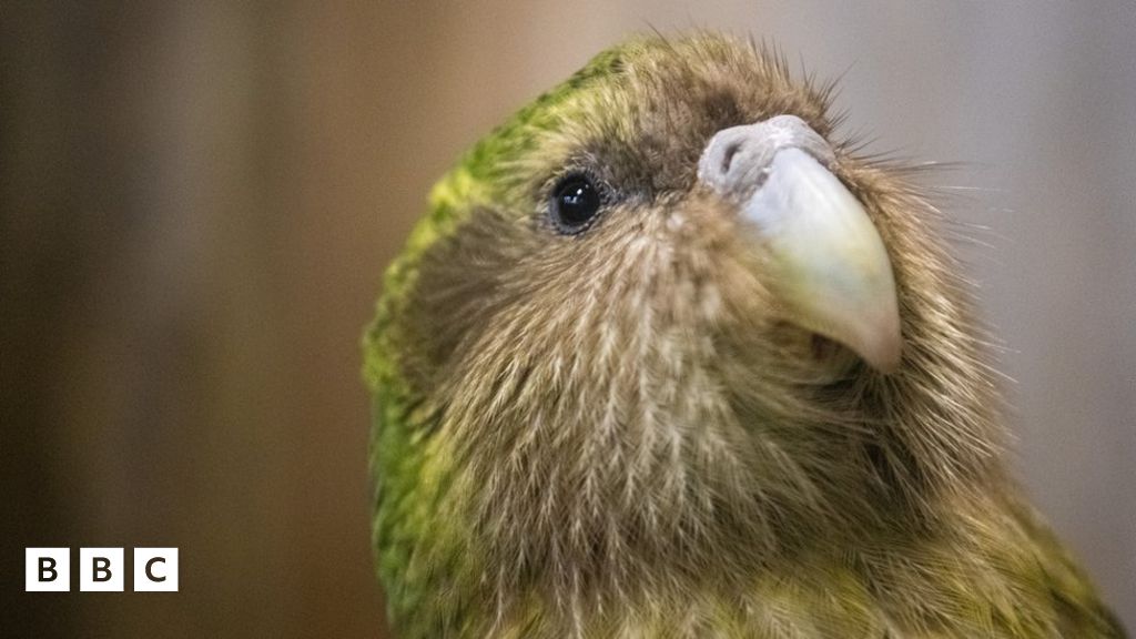 Bird of the year: The kākāpō has been banned from the competition - BBC ...