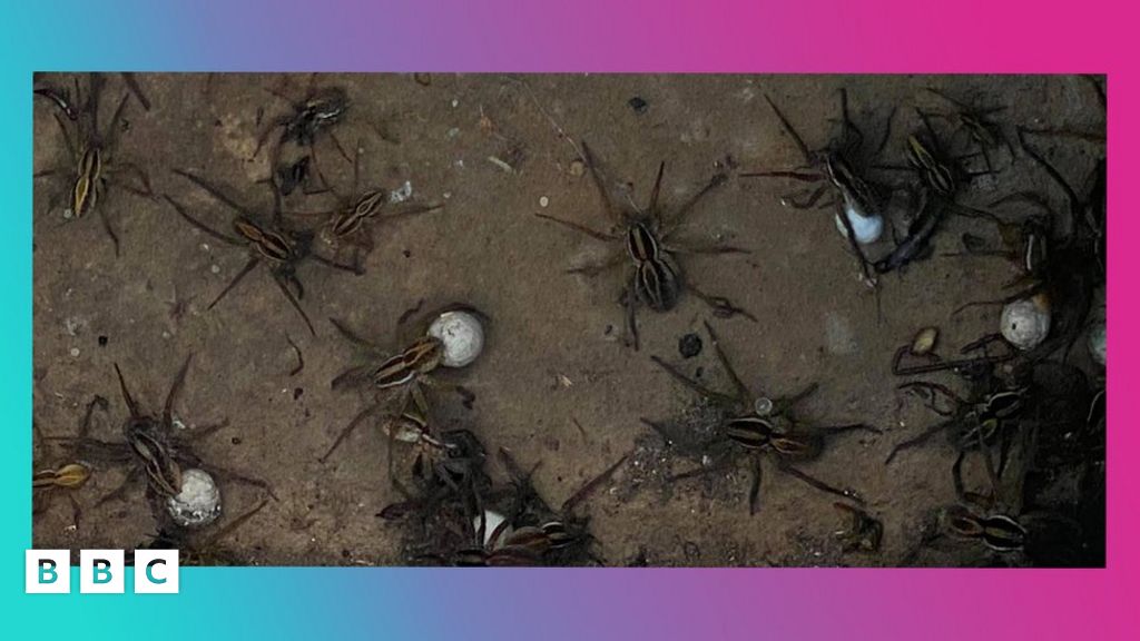 Australia floods: Swarms of spiders scuttle to safety to avoid flood ...