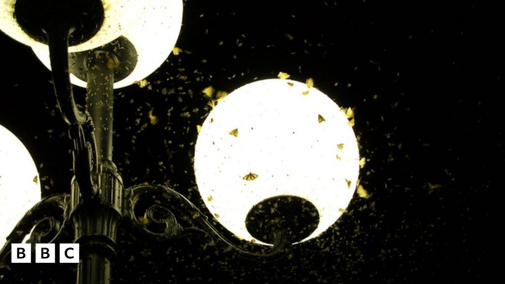 Why are bugs attracted to light? - BBC Newsround