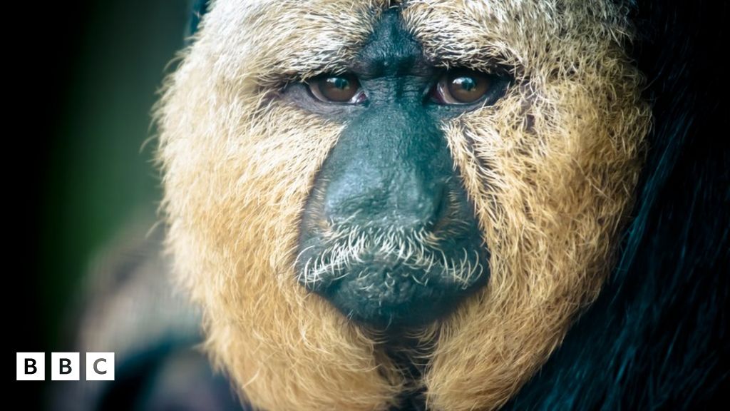 What does the white-face saki monkey like to listen to? - BBC Newsround
