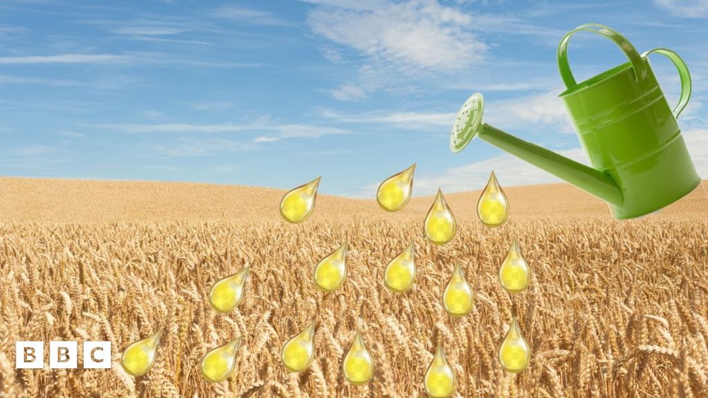 What is pee-cycling? Why wee could be good news for crops. - BBC Newsround