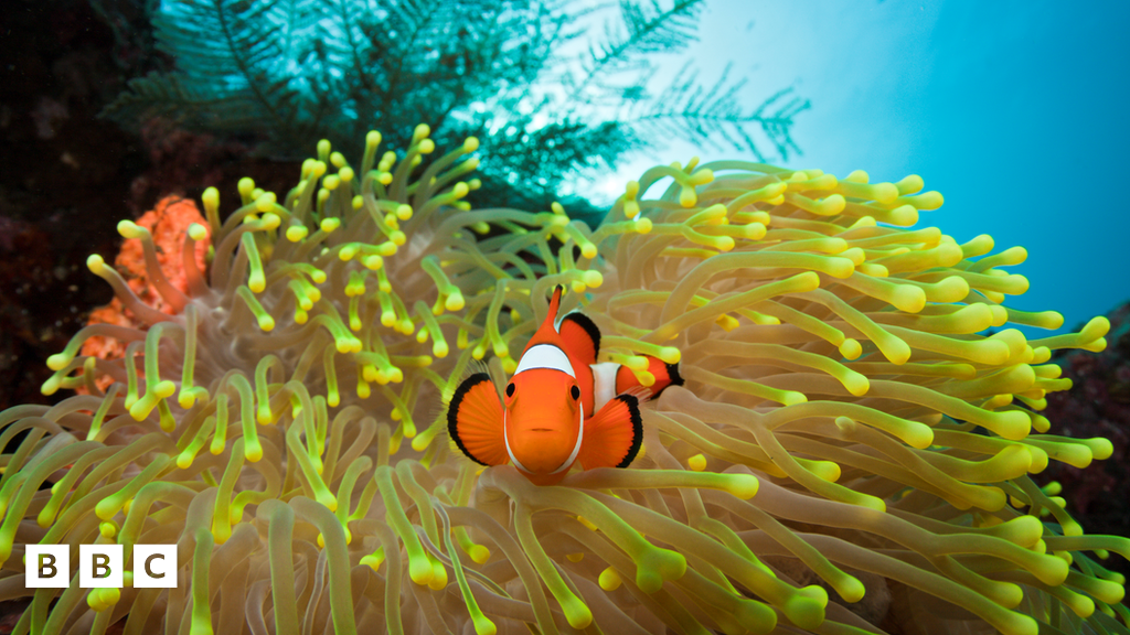 Coral reef: Scientists record fish noises to show reef recovery - BBC ...