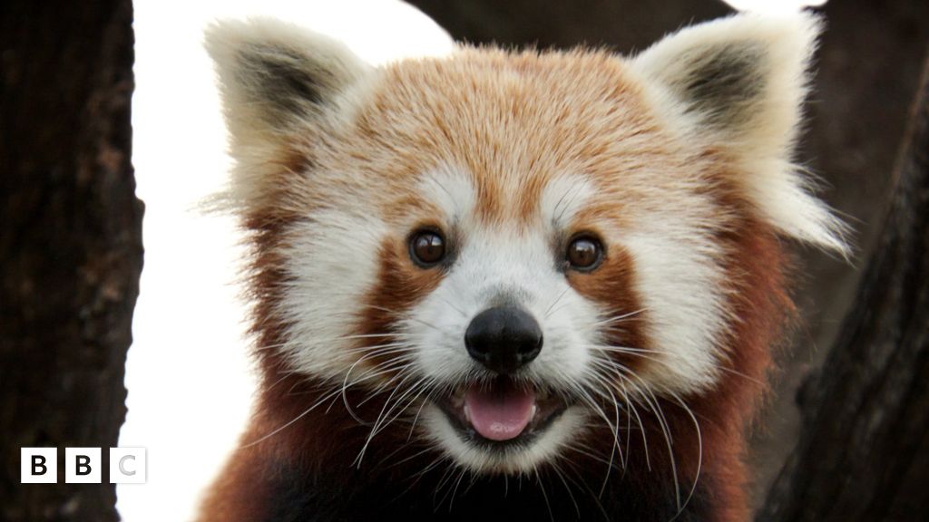 Red panda missing from Belfast Zoo has been found "safe and well" - BBC ...