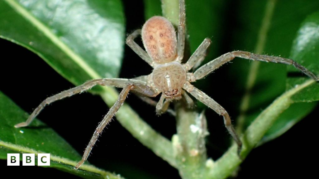 Greta Thunberg: Meet the Thunberga Greta! A new spider species named ...