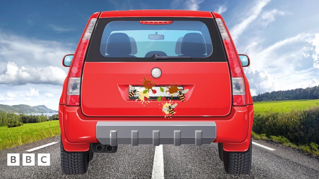 Insect numbers are falling across the UK, according to new survey - BBC ...