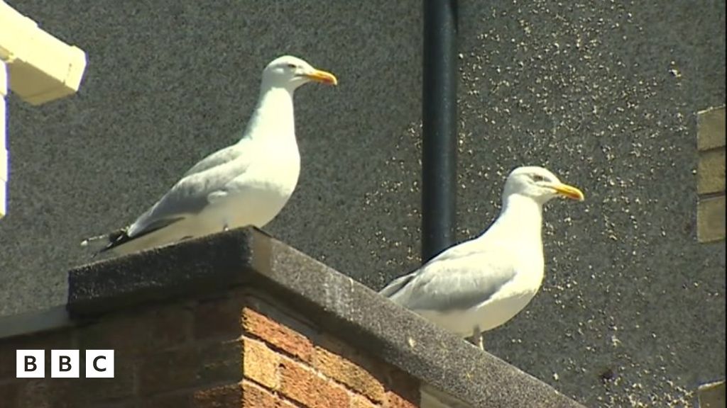 Cynllun delio â gwylanod yn gweithio, medd cyngor - BBC Cymru Fyw