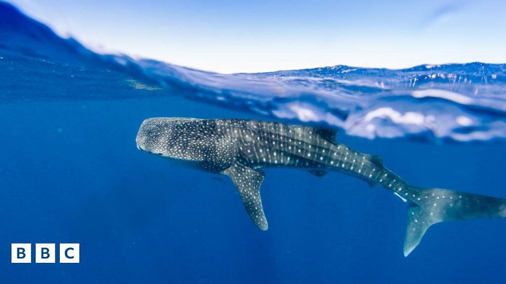 Could crime scene techniques help tackle illegal trade of sharks and ...