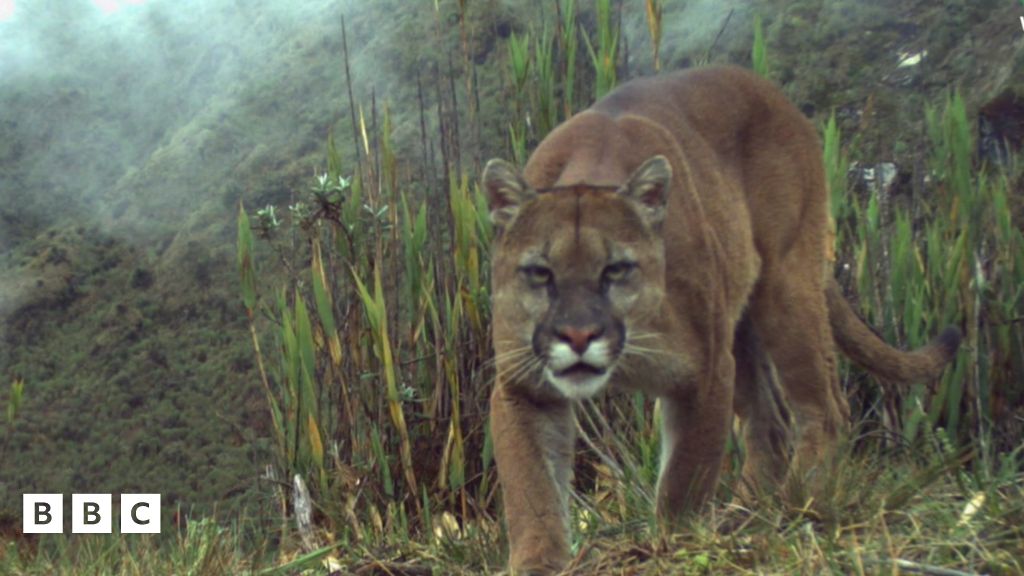 Scientists gather largest EVER photo database of Amazon wildlife - BBC ...
