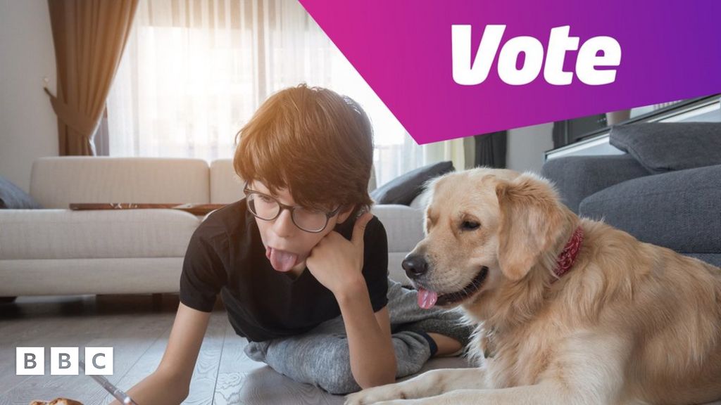 Vote: Have you shown off your pets in online lessons? - BBC Newsround