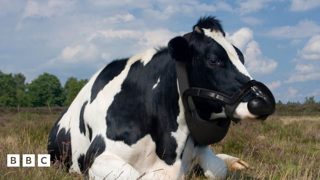 Could a mask for cows help tackle global warming? - BBC Newsround