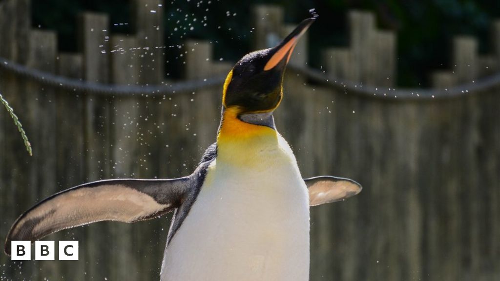 Spike the penguin crowned world's most popular penguin - BBC Newsround