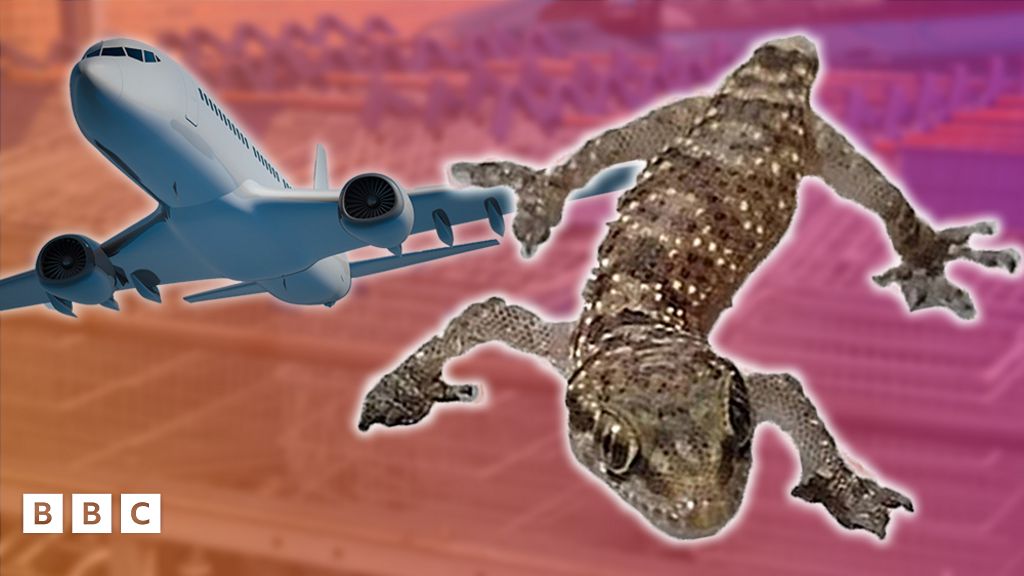 Egyptian gecko flies from Egypt to Manchester in strawberry box - BBC ...