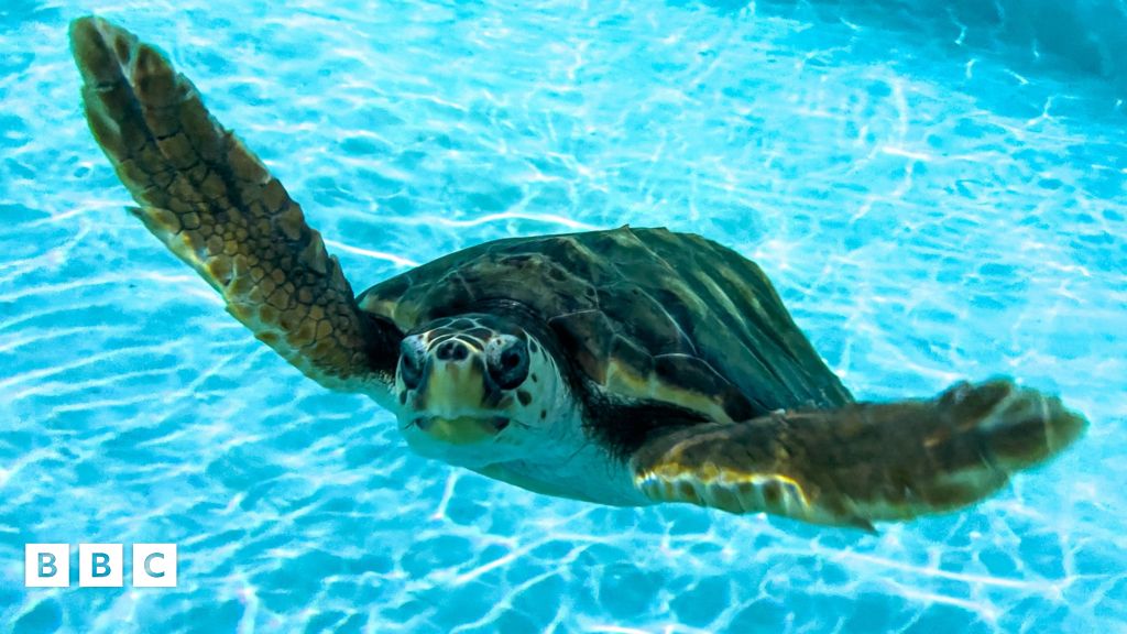 Lost turtle returned to wild after washing up on Scottish beach - BBC ...