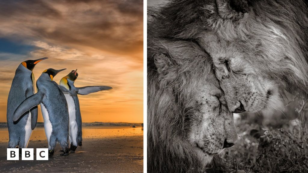 Wildlife photographer of the year! - BBC Newsround