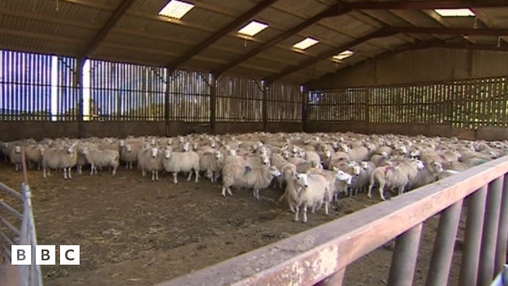 Cyhoeddi dau gynllun i ariannu amaeth wedi Brexit - BBC Cymru Fyw