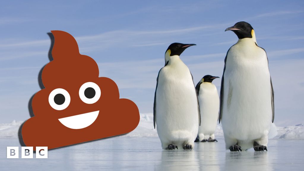 Conservation: Four new emperor penguin colonies found thanks to poo ...