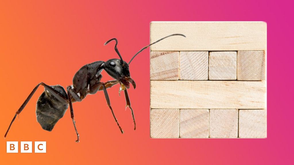 Study into how ants move soil when digging tunnels - BBC Newsround