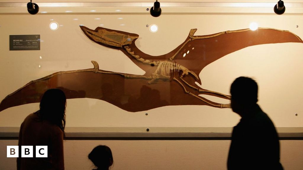 Biggest ever flying animal could only walk at birth - BBC Newsround