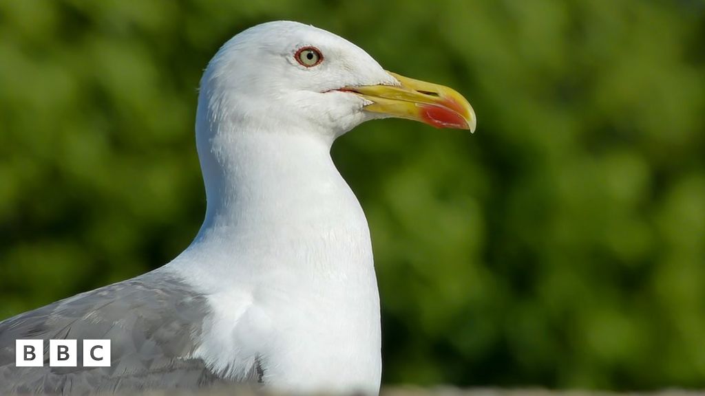 Seagulls have worked out when it's lunchtime at school! - BBC Newsround