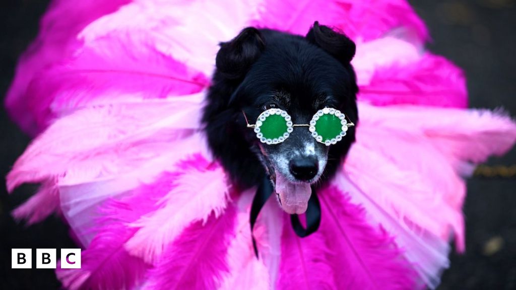 Halloween: Check out these petrifying pooches and scary dogs - BBC ...