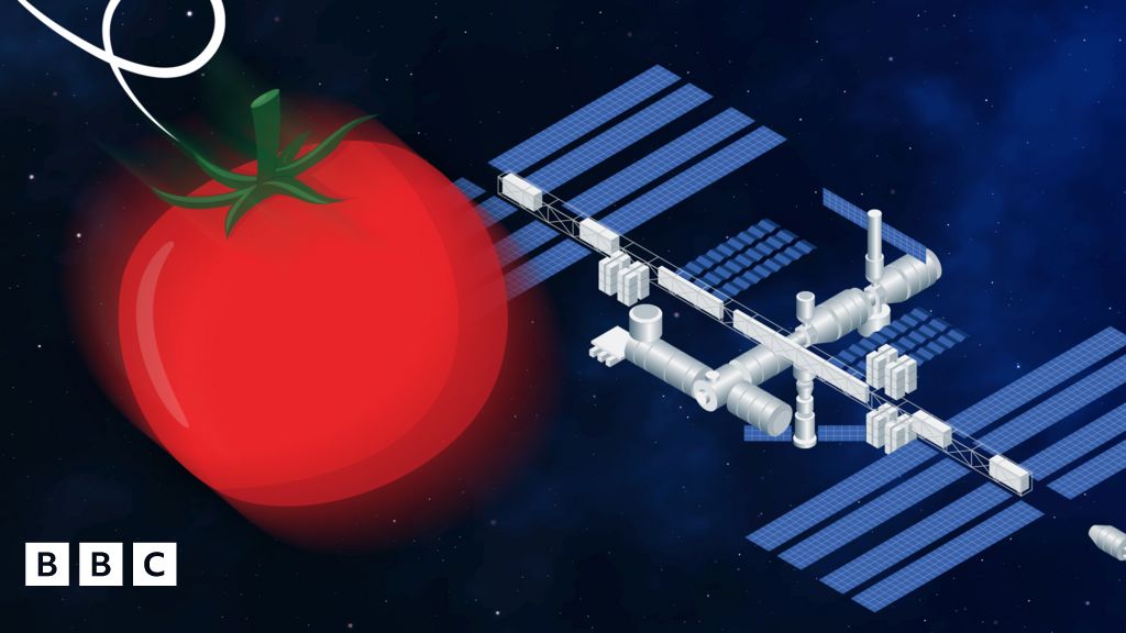 ISS: Astronauts find tomato that was lost in space for 8 months - BBC ...