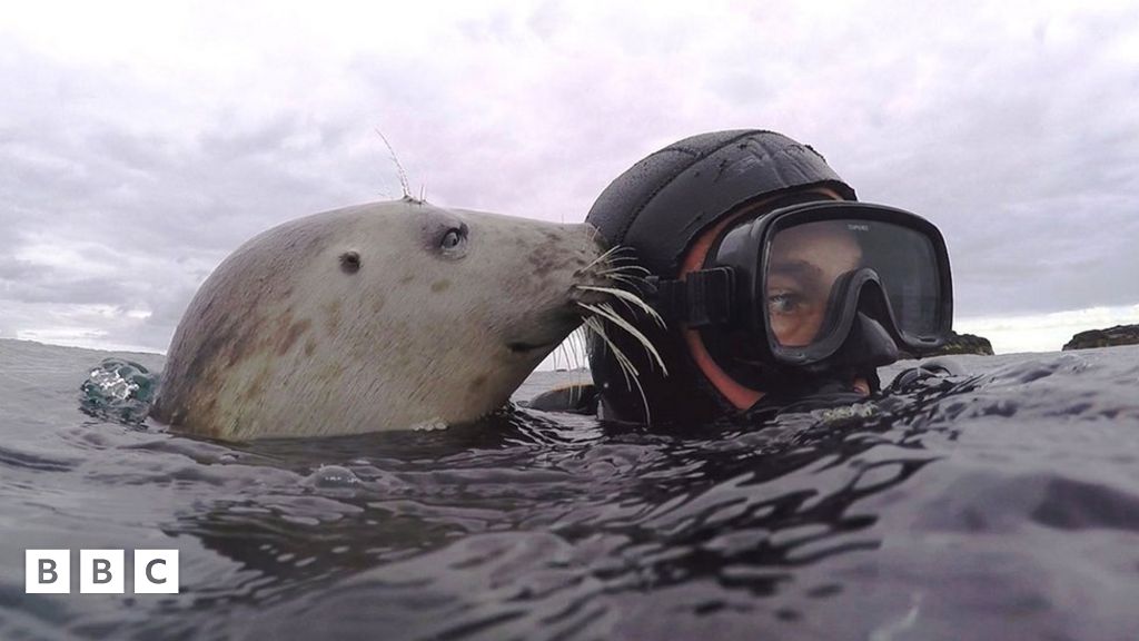 Why this clapping seal is a big deal - BBC Newsround