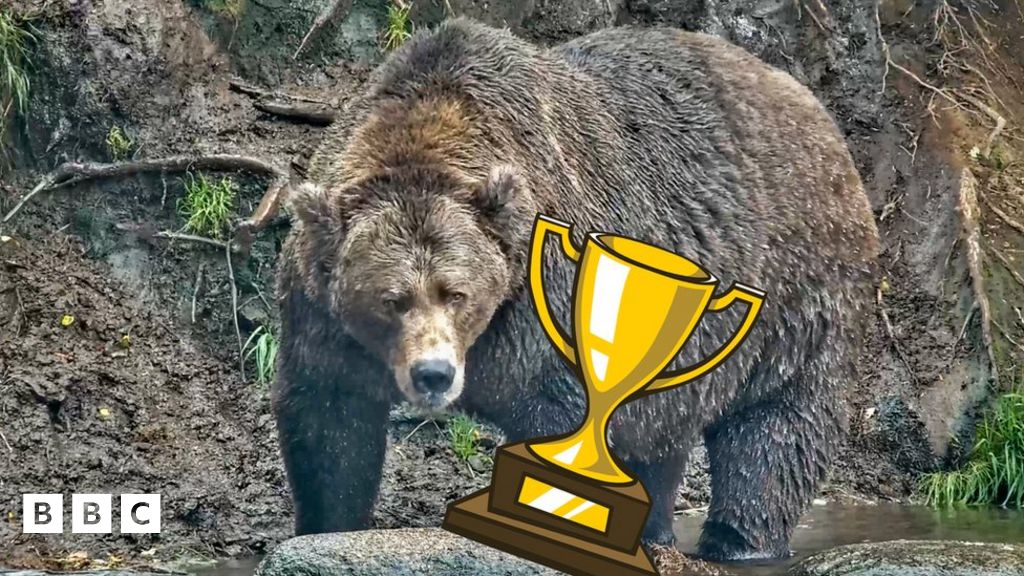 Fat Bear Week: The competition for the fattest bear at the Katmai ...