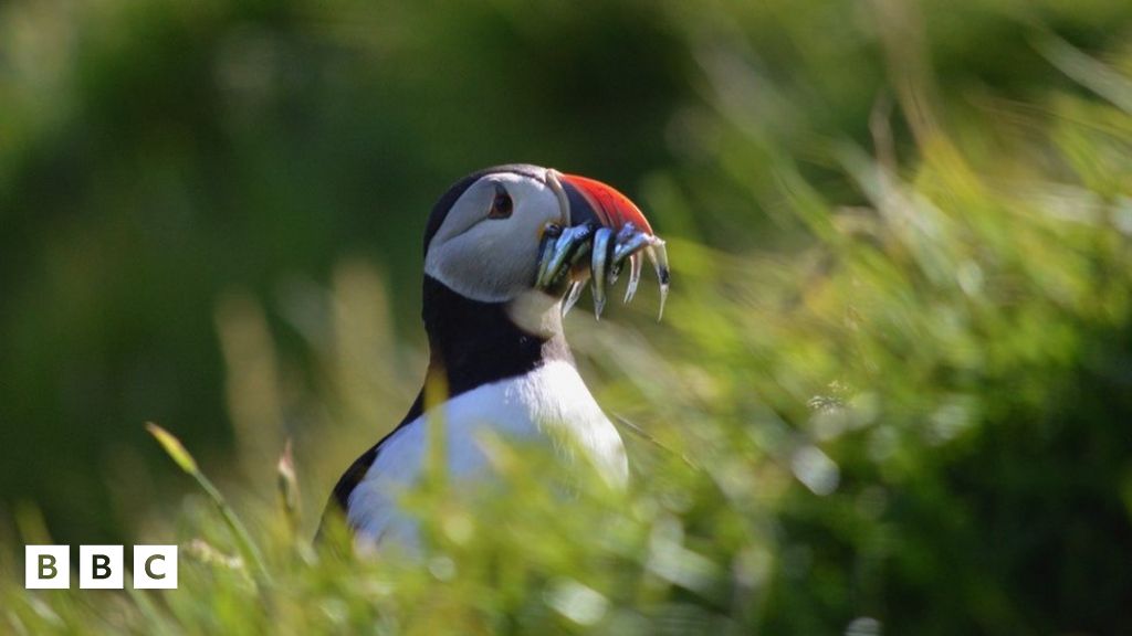 UK Wildlife: State of the Nature 2023 report says more needs to be done ...