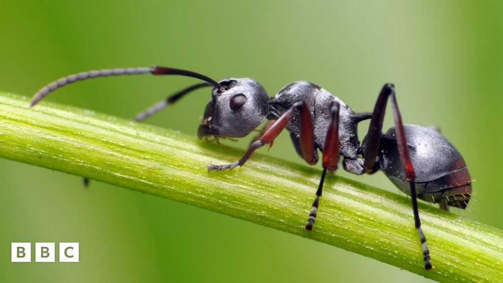 Ants discovered healing trees - BBC Newsround