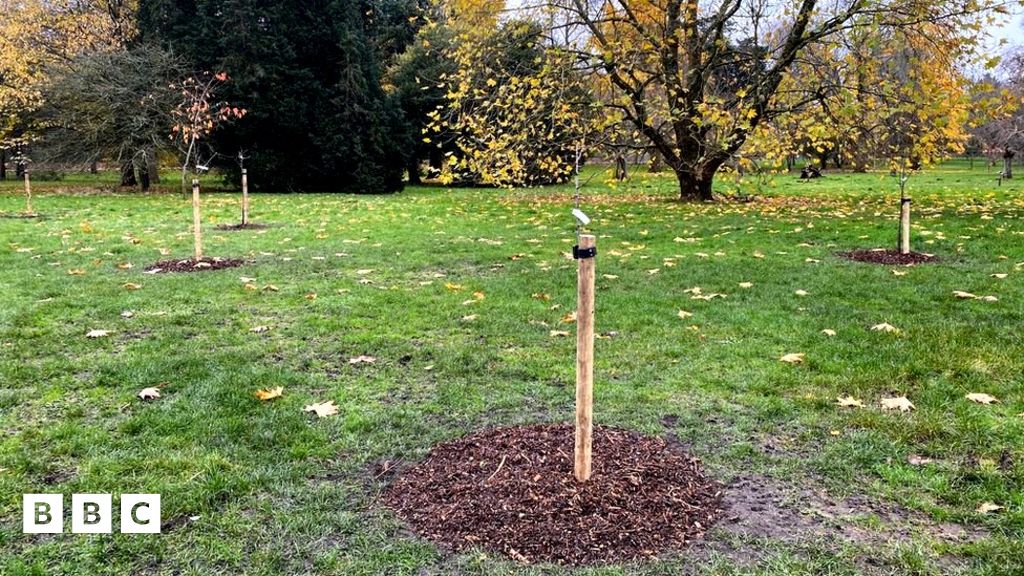 Plannu perllan ym Mharc Bute ar ôl difrod i goed - BBC Cymru Fyw