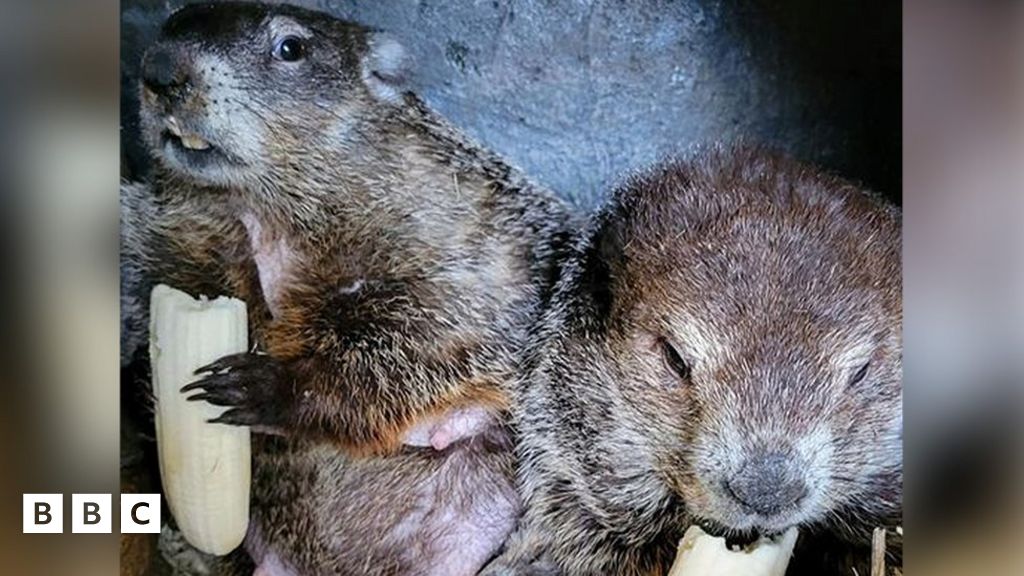 Punxsutawney Phil: Famous groundhog fathers two pups, called Sunny and ...
