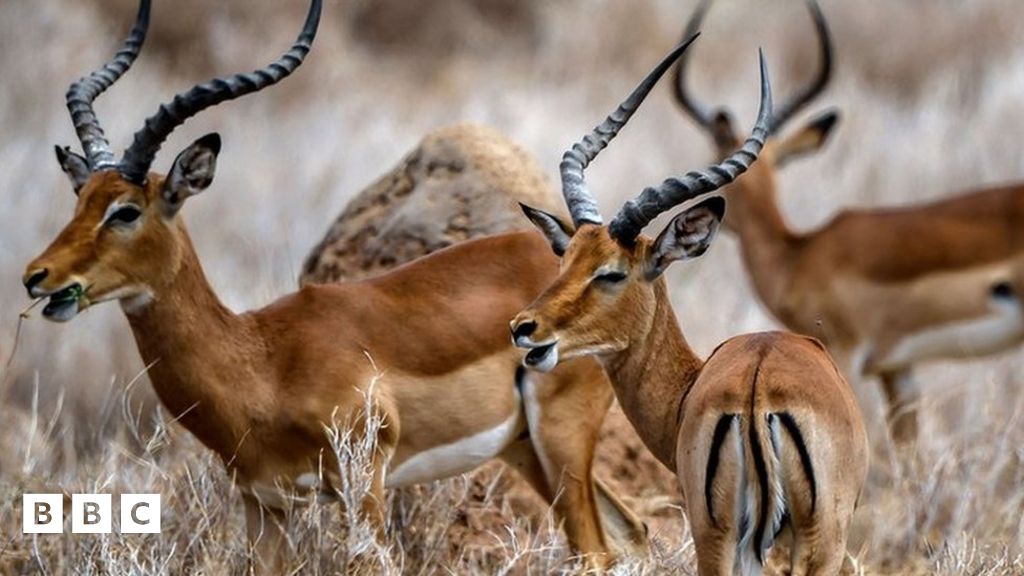 Animals census: Why is Kenya counting ALL of its animals? - BBC Newsround