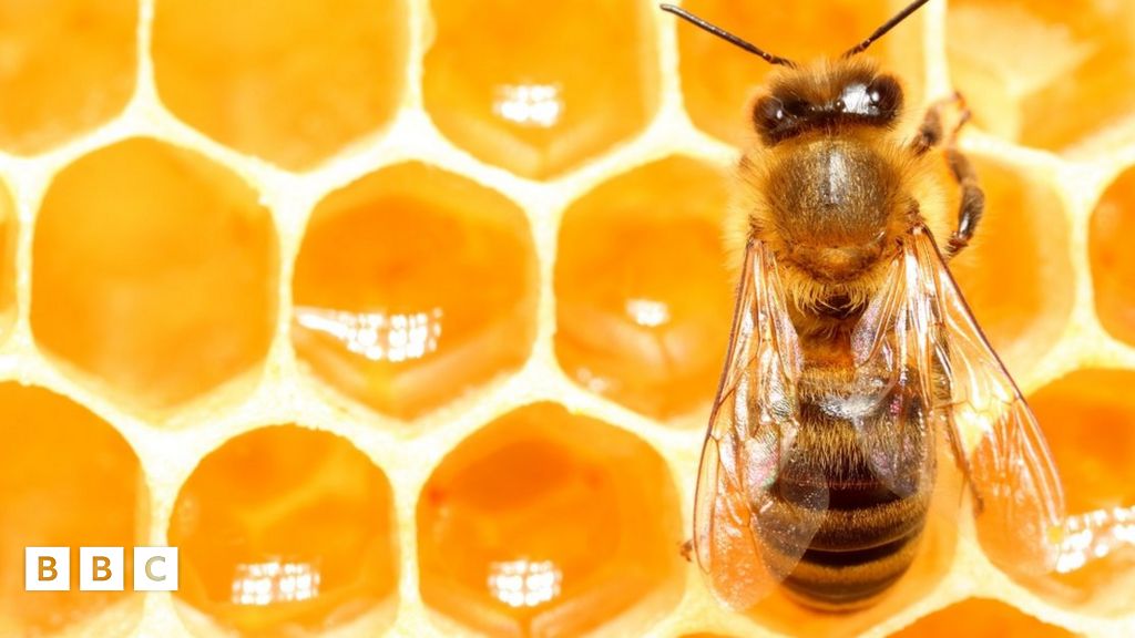 Bees: Newsround's guide to the winged wonders - BBC Newsround