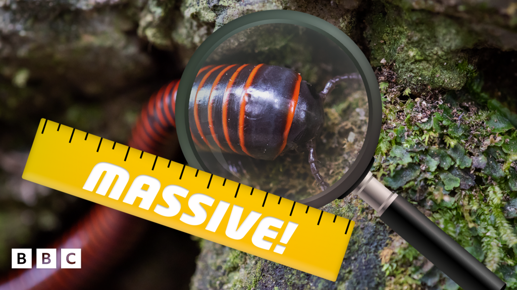Biggest insect in the world Arthropleura mystery solved - BBC Newsround