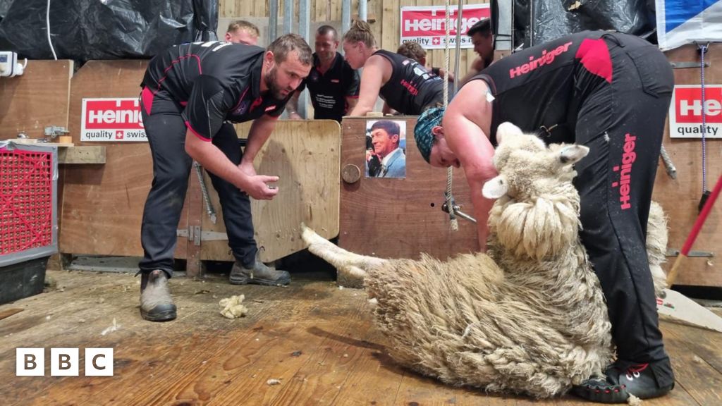 New world record...for shearing sheep - BBC Newsround