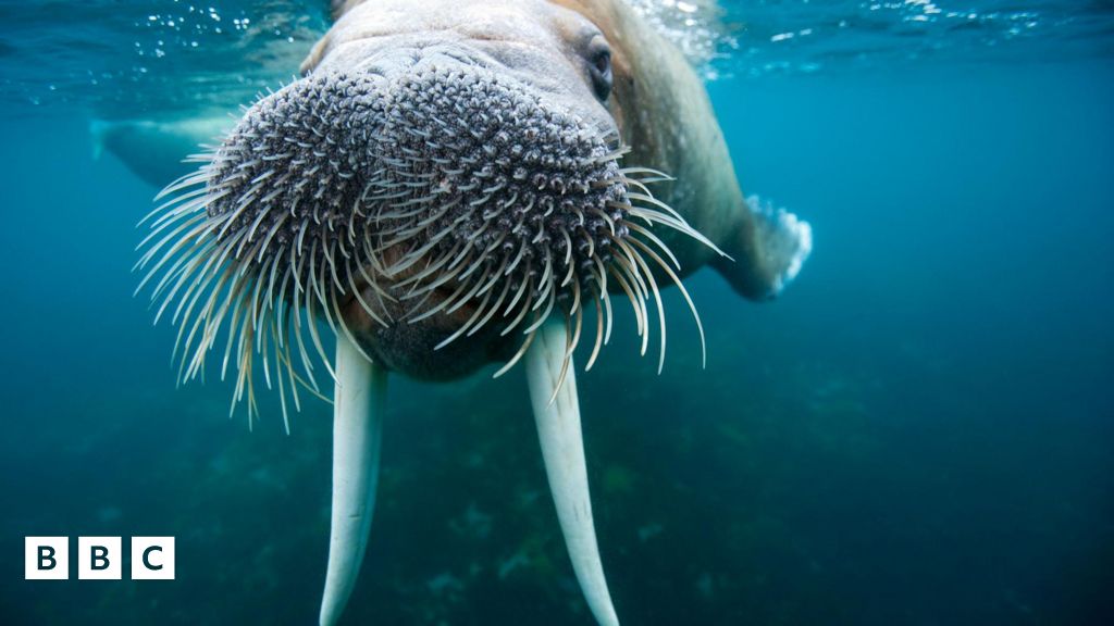 Ancient teeth found belong to walrus-like extinct mammal - BBC Newsround